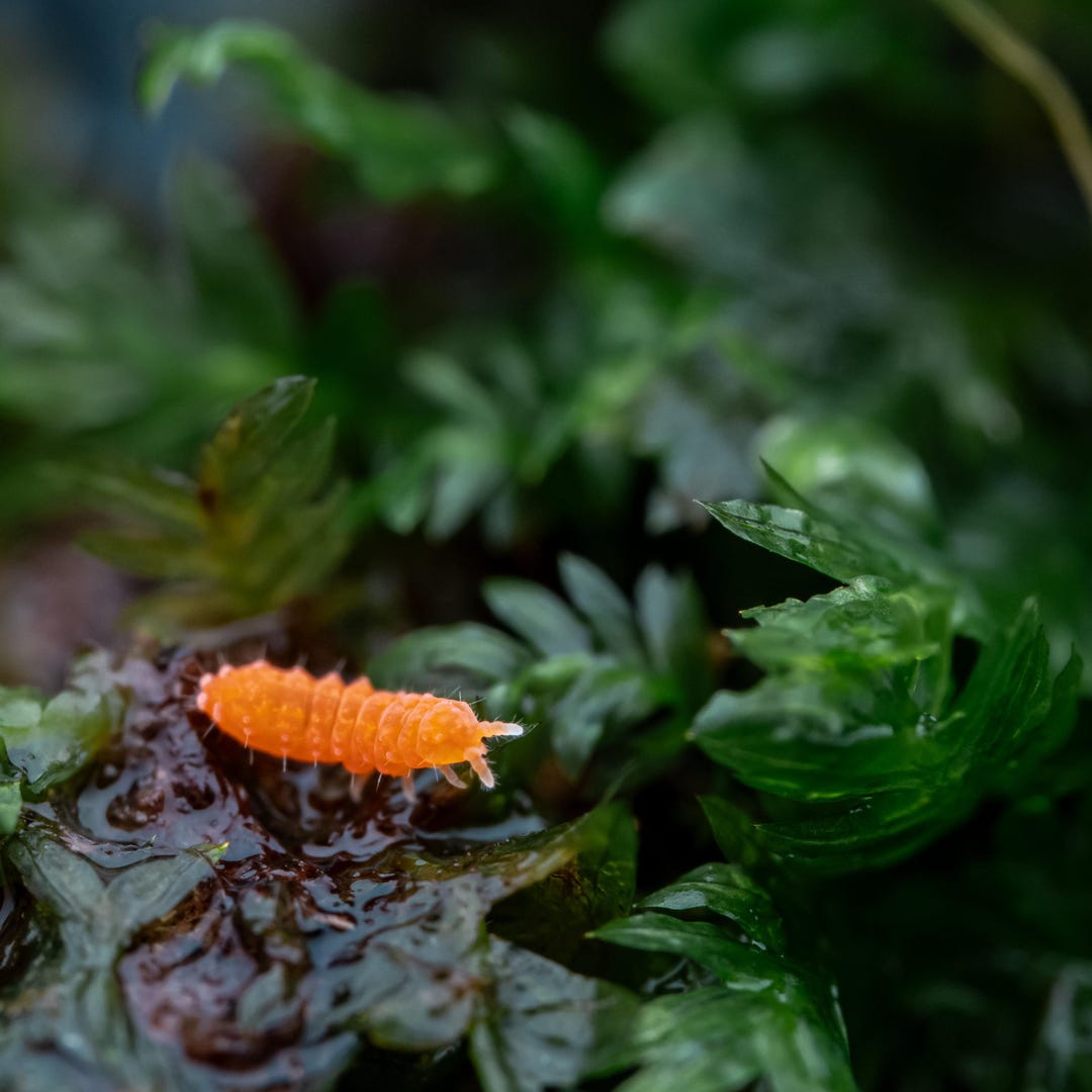 Florida Orange Springtail (neanura Growae) on Moss - Etsy