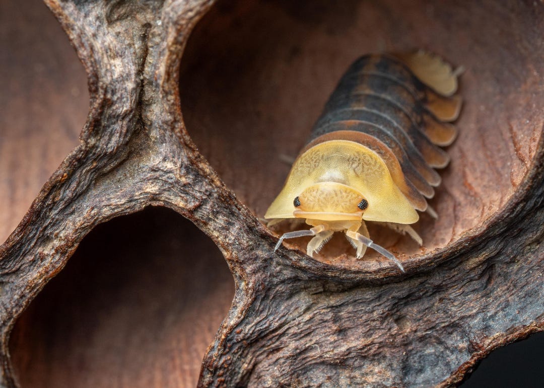Rubber Ducky Isopod - Etsy
