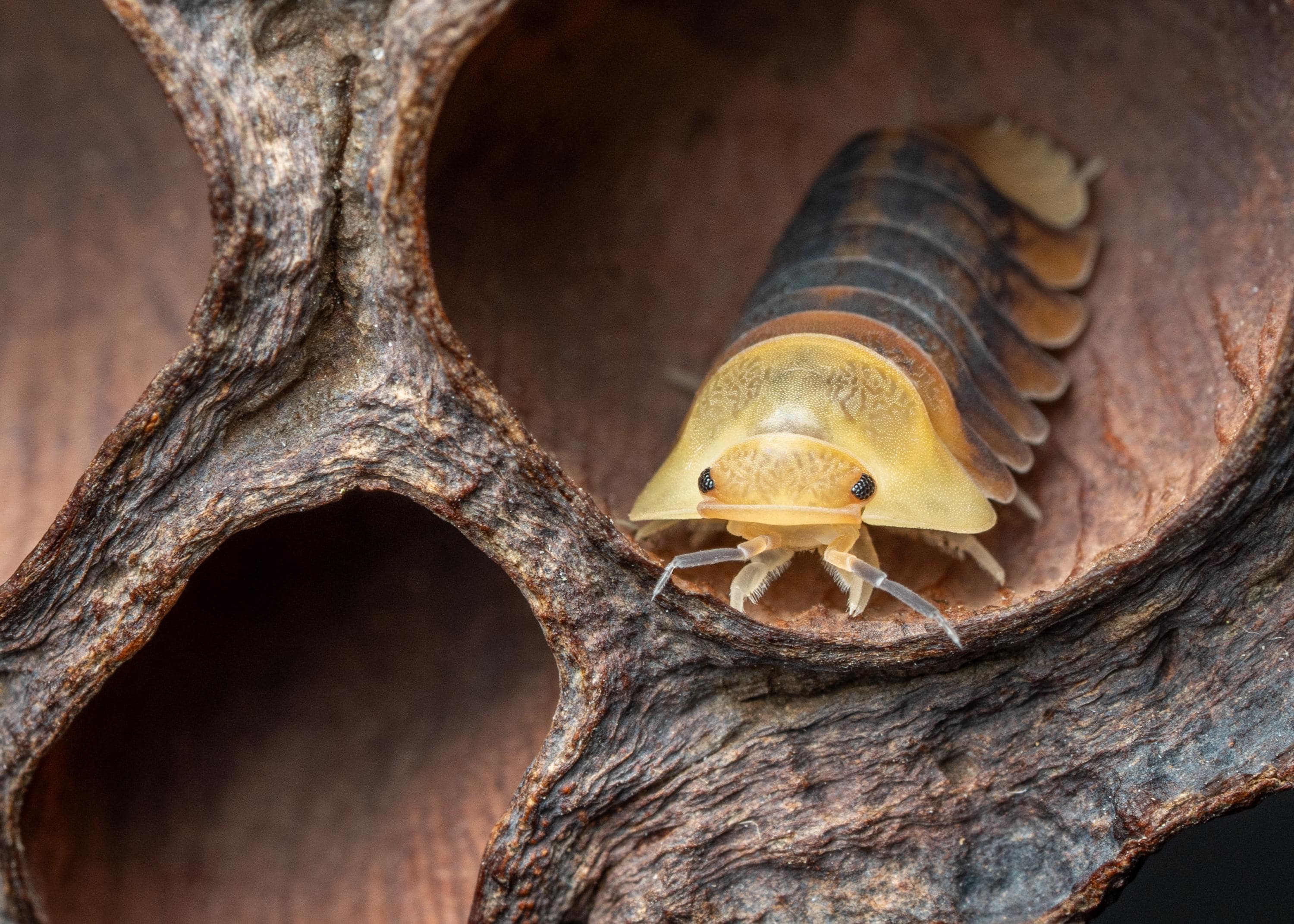Rubber Ducky Isopod - Etsy
