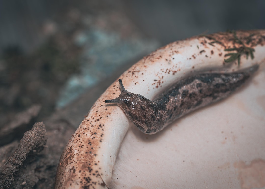 Slug on Mushroom - Etsy