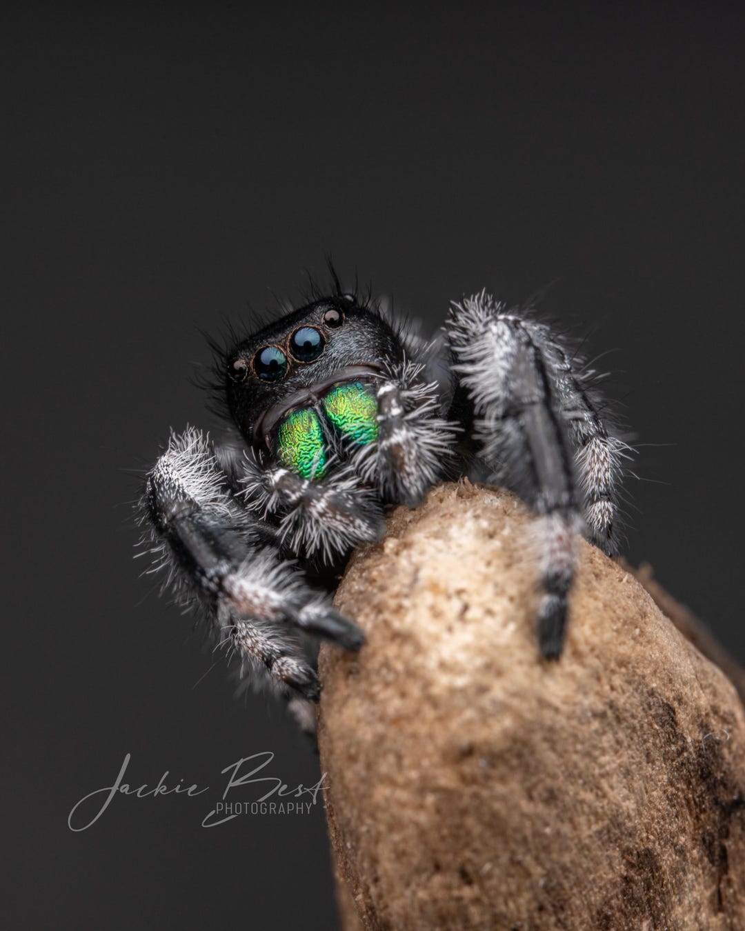 Regal Jumping Spider (P. Regius) #6 - Etsy