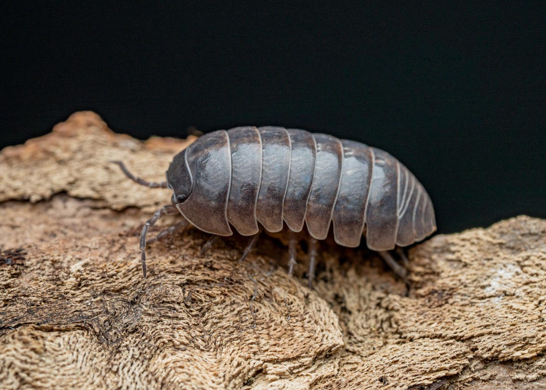 Roly Poly / Armadillidium Isopod - Etsy