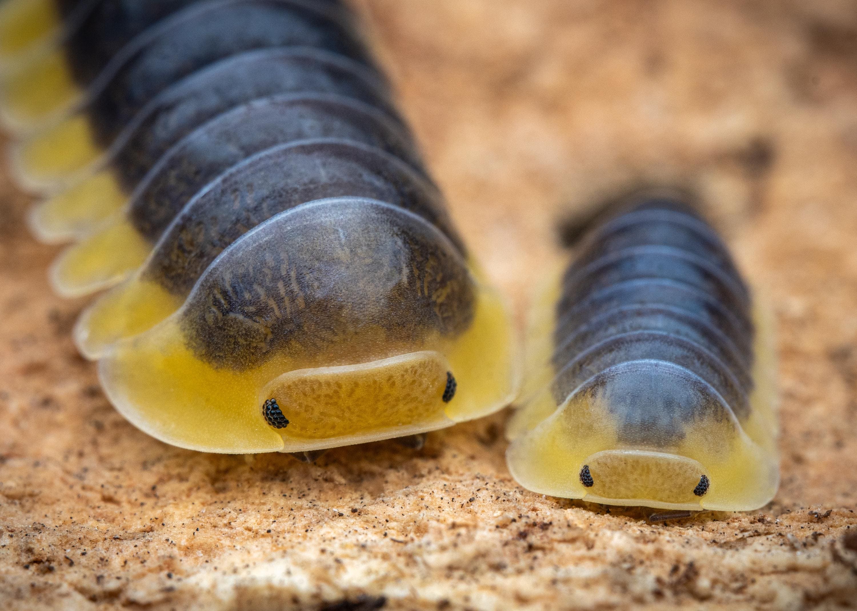 Cubaris Lemon Blue Isopod Family - Etsy