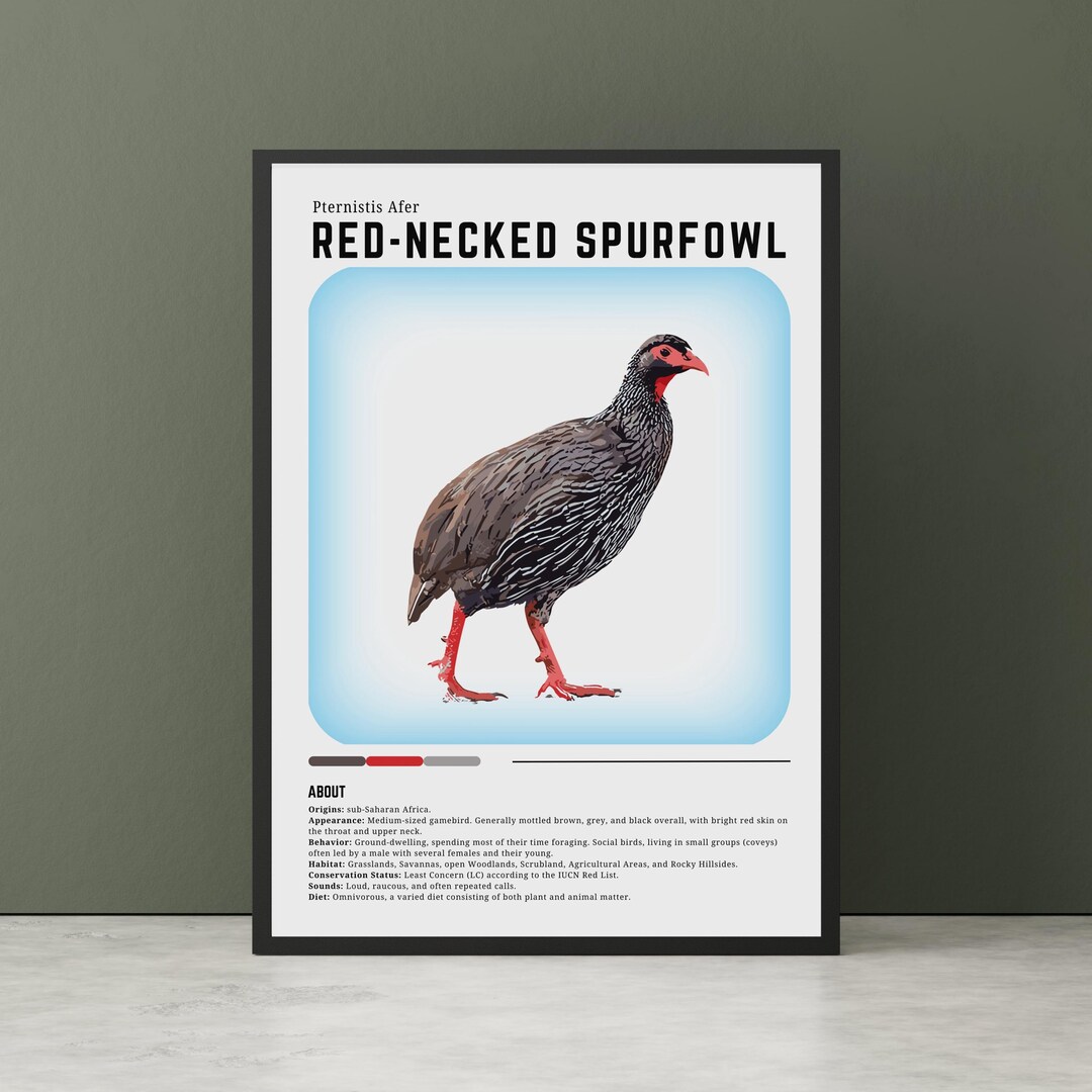 Red-necked Spurfowl - African Bird Print, Bird Identification, Sub ...