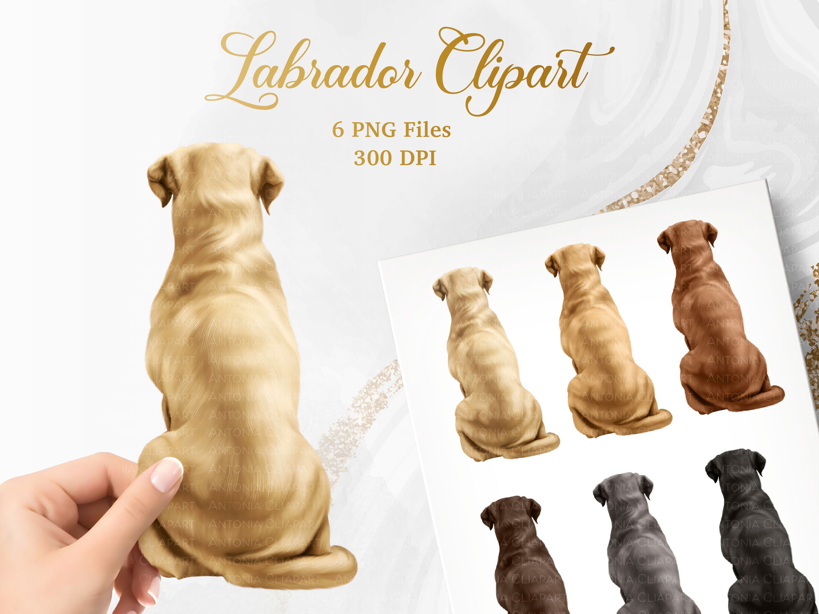 Labrador Clipart, Labrador Retriever Clip Art, Back View Dog Breeds PNG ...