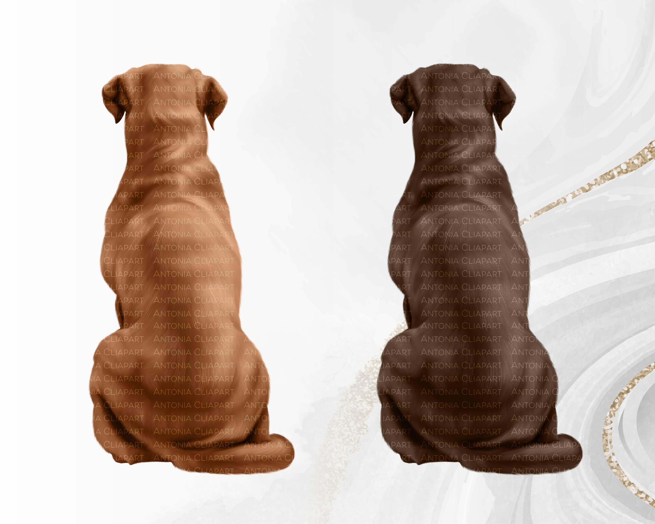 Labrador Clipart, Labrador Retriever Clip Art, Back View Dog Breeds PNG ...