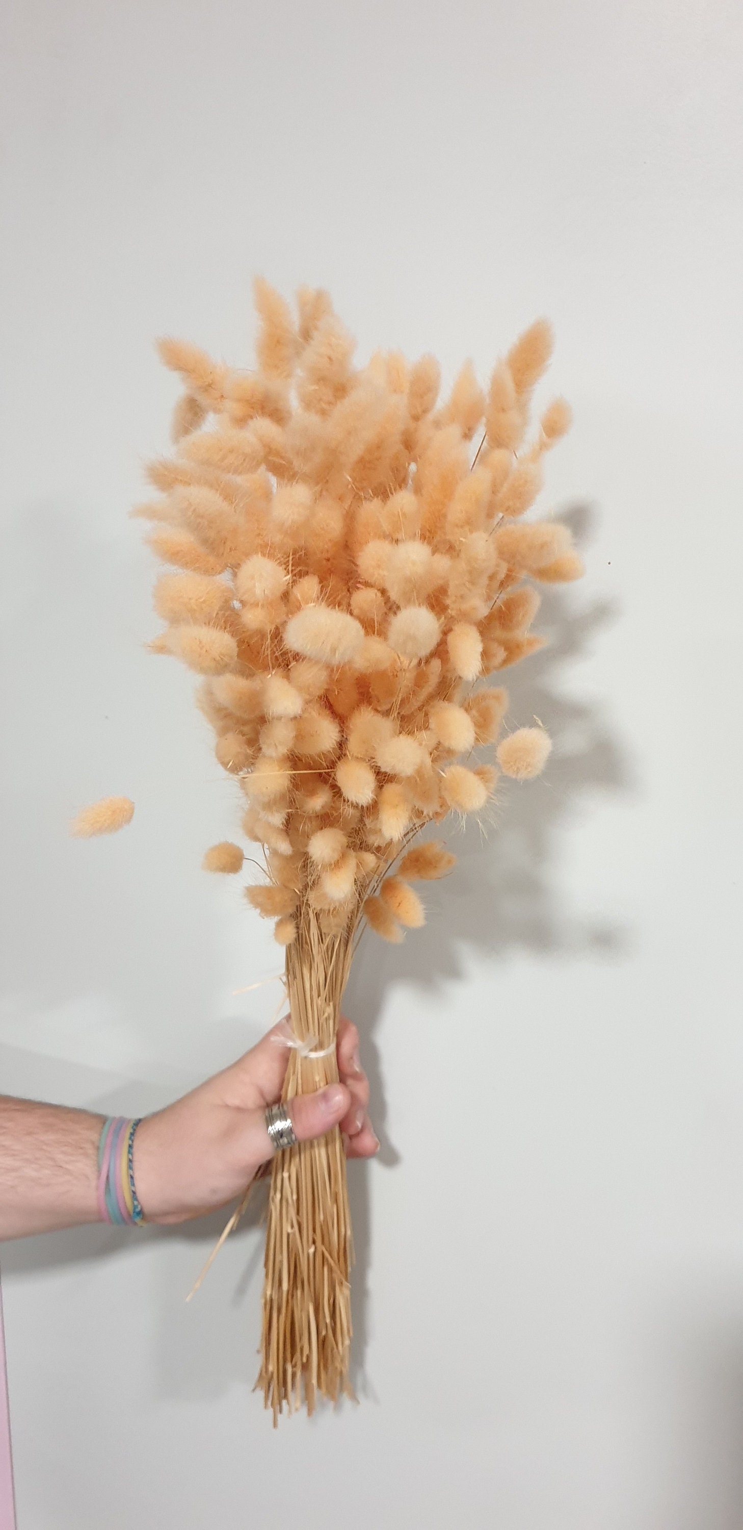 Lagurus Dried Flowers Lagurus Natural Lagurus Peach - Etsy