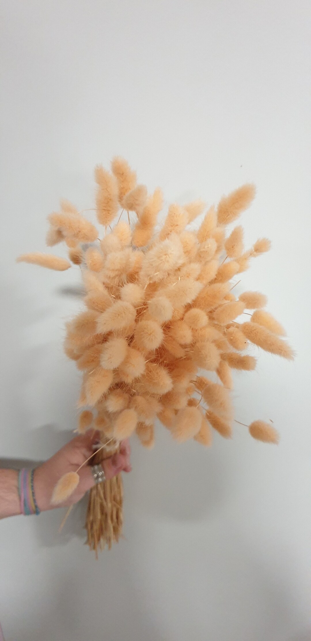 Lagurus Dried Flowers Lagurus Natural Lagurus Peach - Etsy