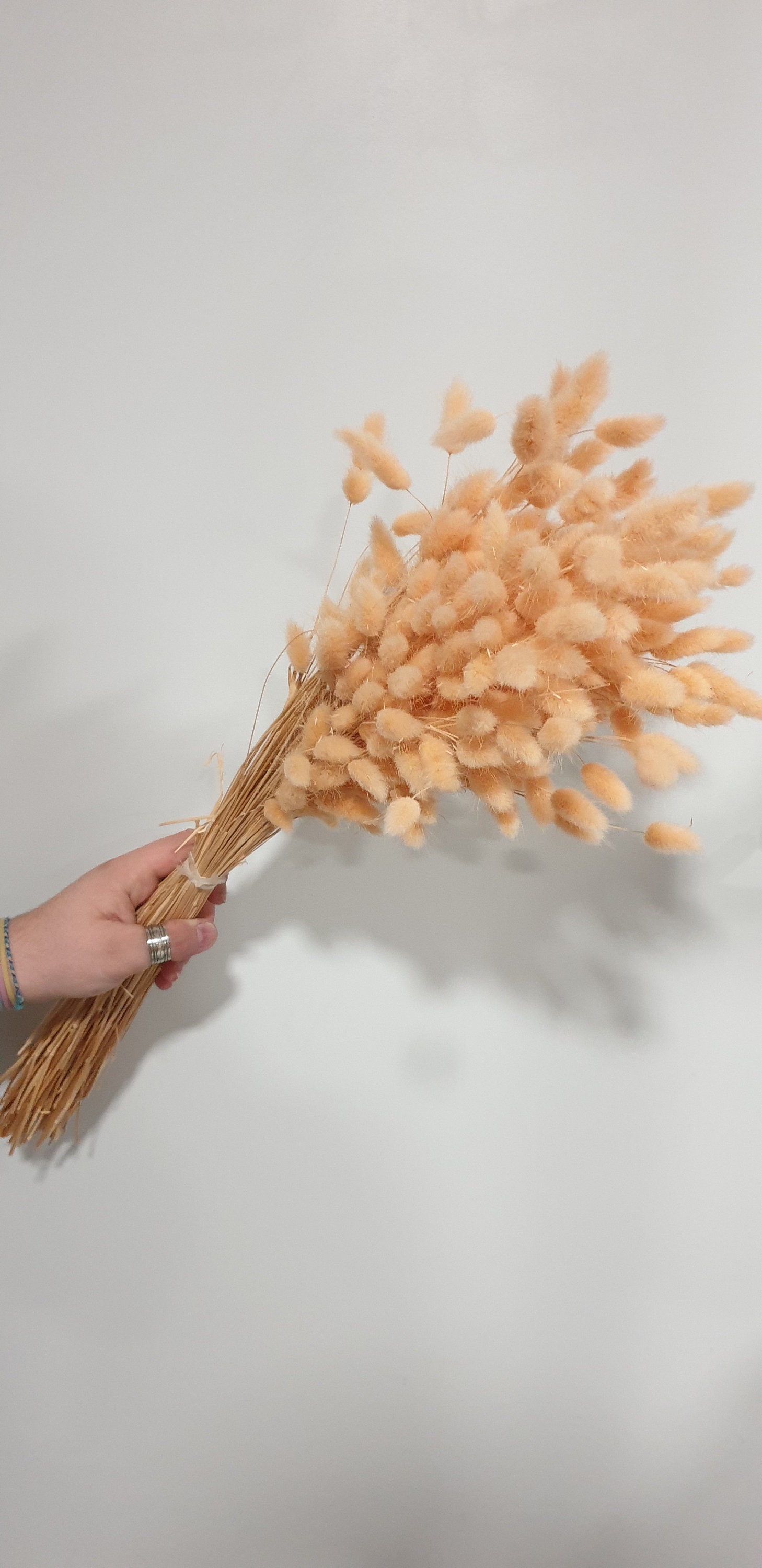 Lagurus Dried Flowers Lagurus Natural Lagurus Peach - Etsy