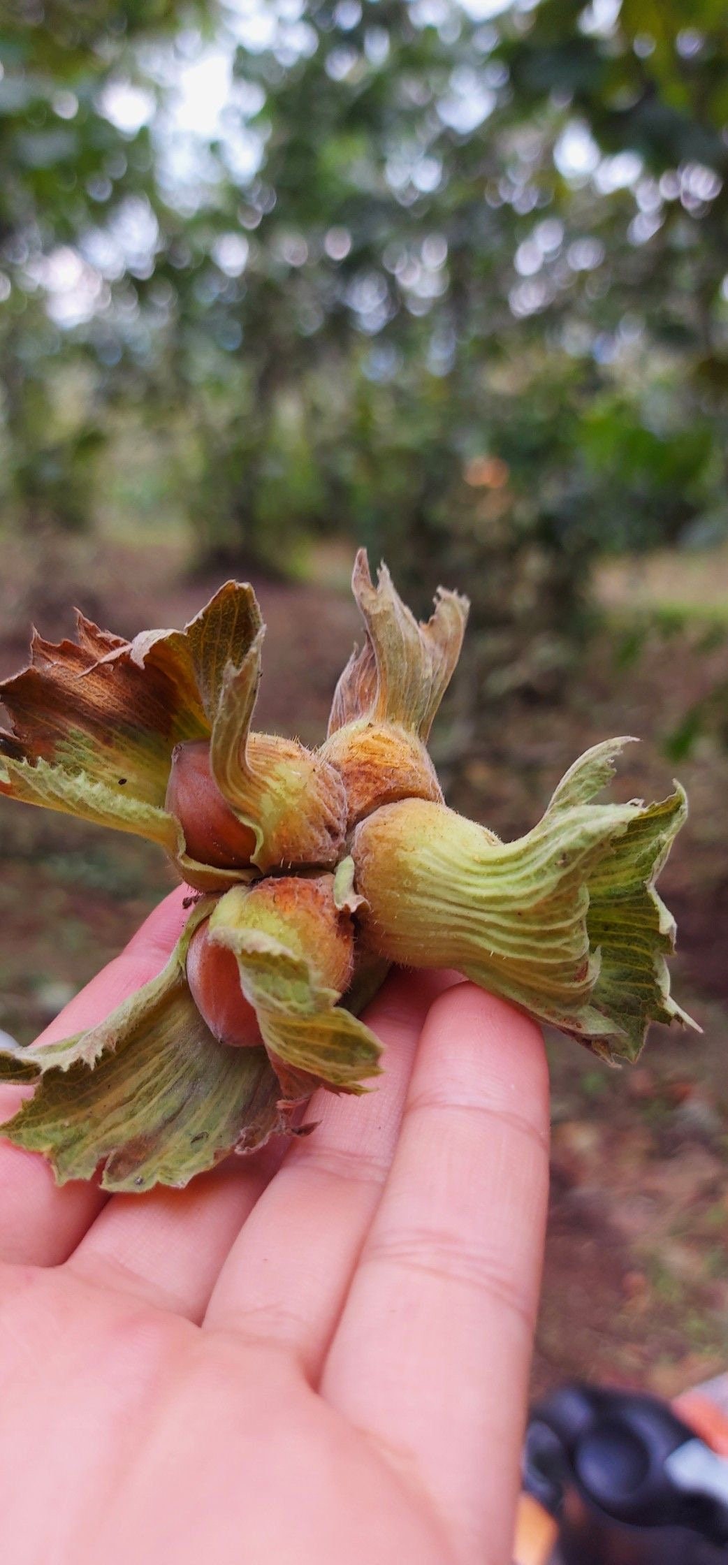 100% Organic Turkish Certificated Hazelnuts / Filberts Premium Quality ...