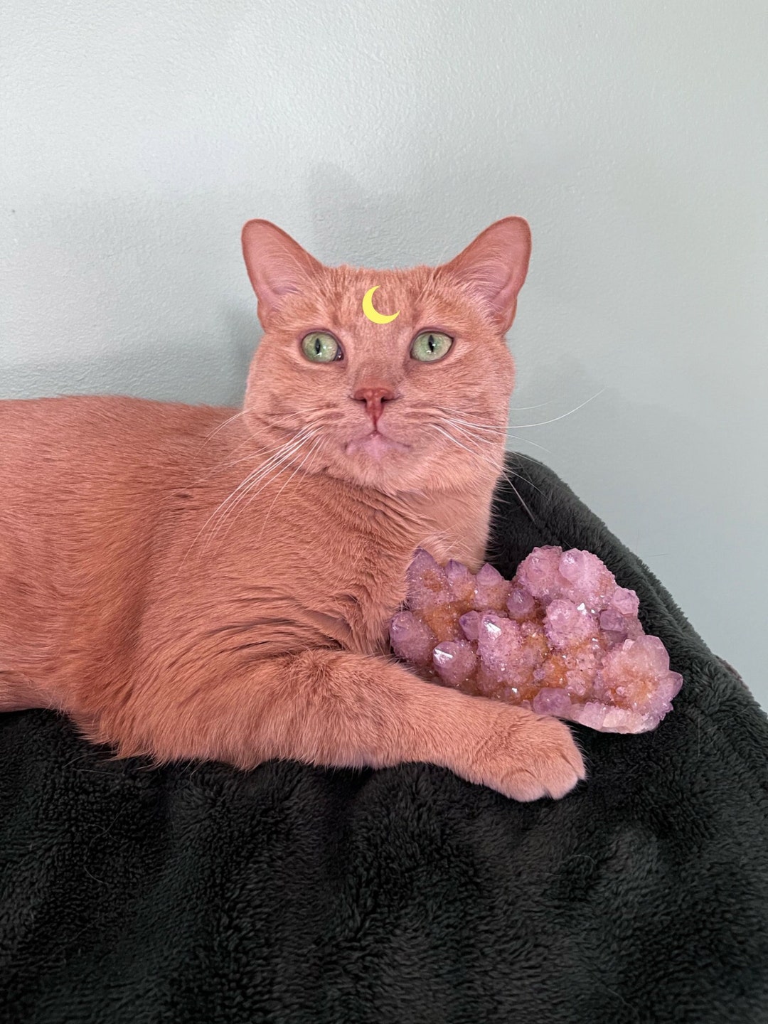 Apollo Picks Your Crystals / Cat Intuitively Chooses Your Crystals ...