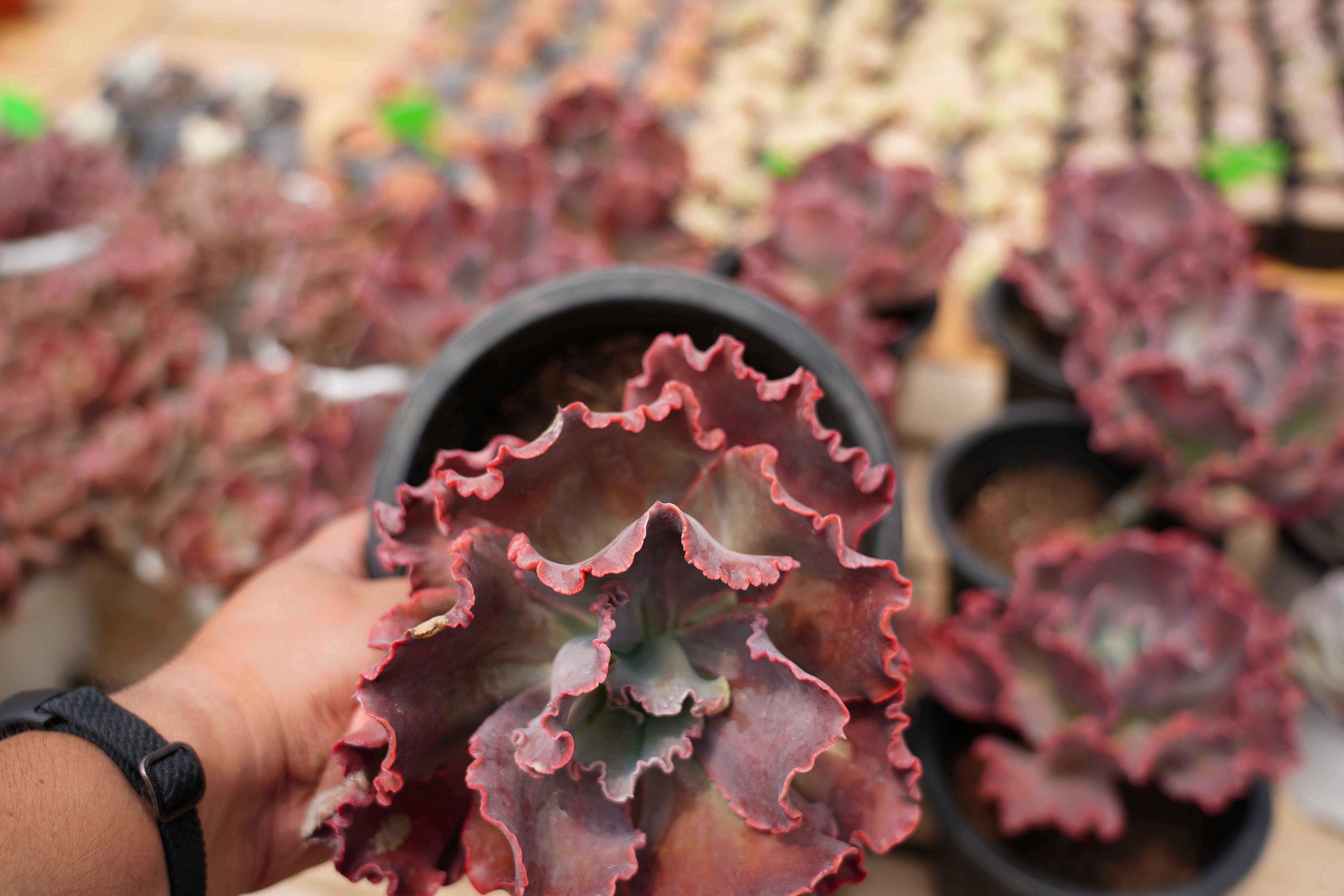 Succulent Echeveri 'red Coral' - Live Succulent - Etsy