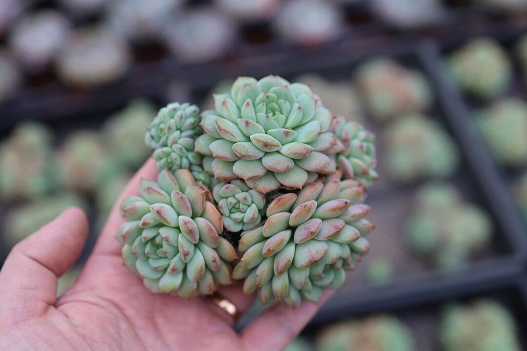 Echeveria Panda Face , Rare Live Succulent - Etsy