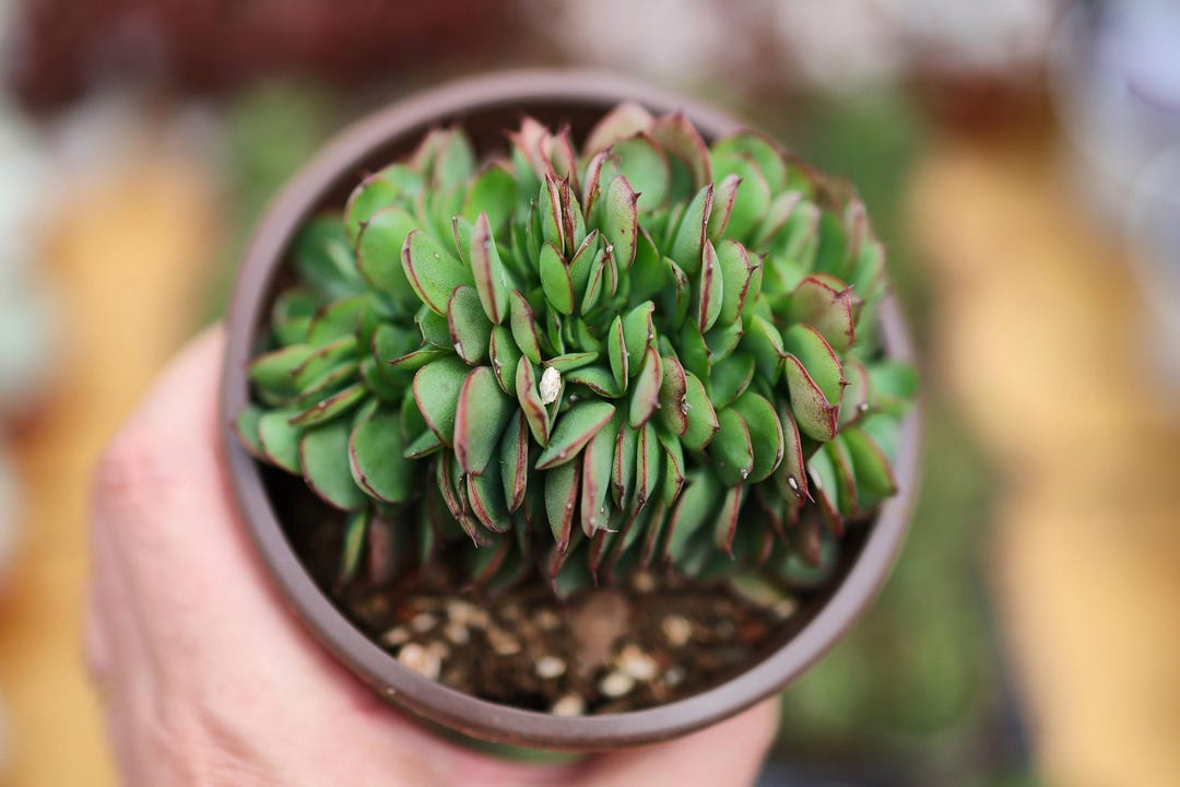 Echeveria 'yangjin' Cristation- Live Succulent - Etsy