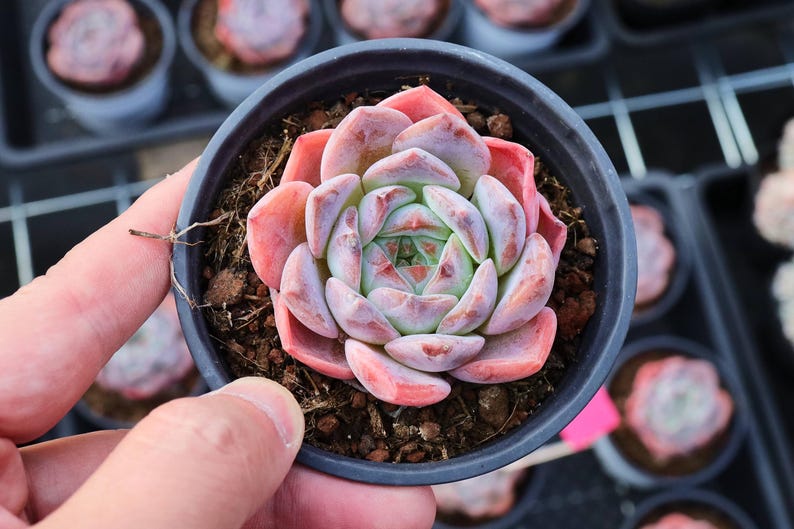 Echeveria " Apparition " Cristation - Live Succulent - Etsy