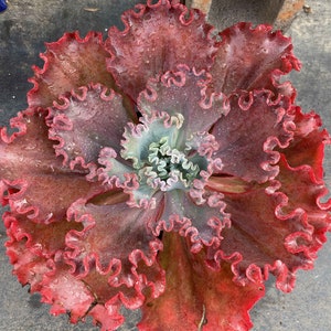 Echeveria 'red Coral' , Rare Live Succulent - Etsy