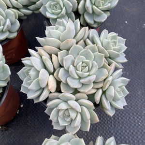 Graptoveria 'titubans' , Rare Live Succulent - Etsy