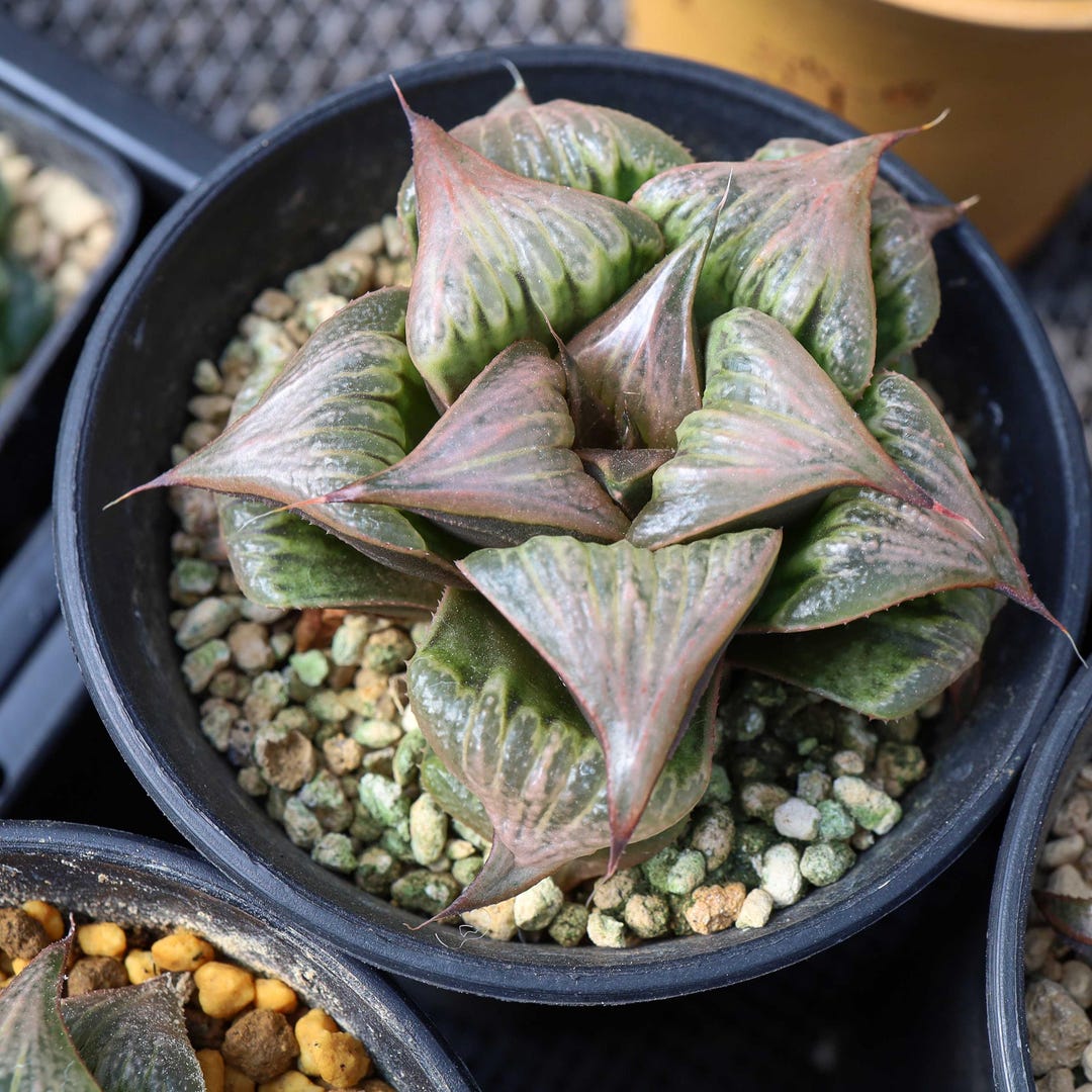 Echeveria Liangzi Pattaya - Live Succulent - Etsy