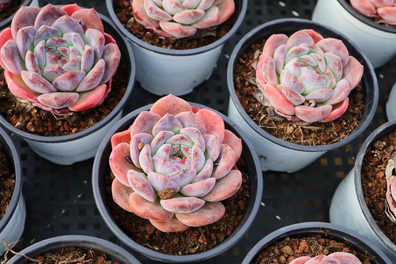 Echeveria " Apparition " Cristation - Live Succulent - Etsy