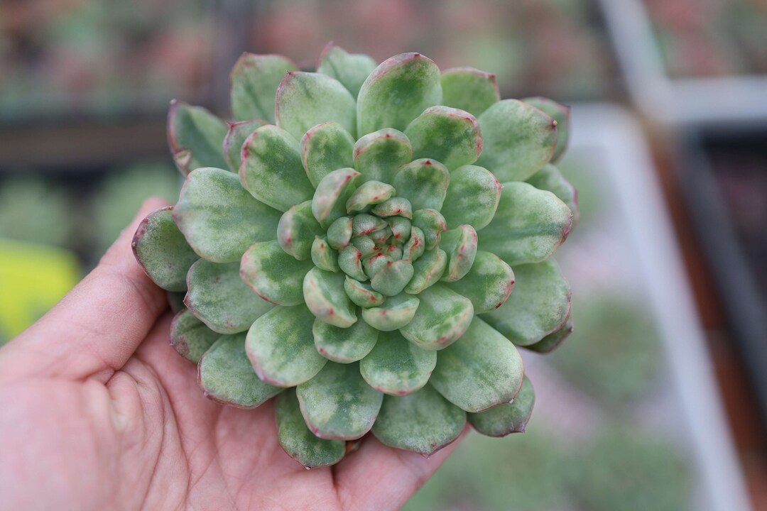 Echeveriaice 'angel', Rare Live Succulent - Etsy
