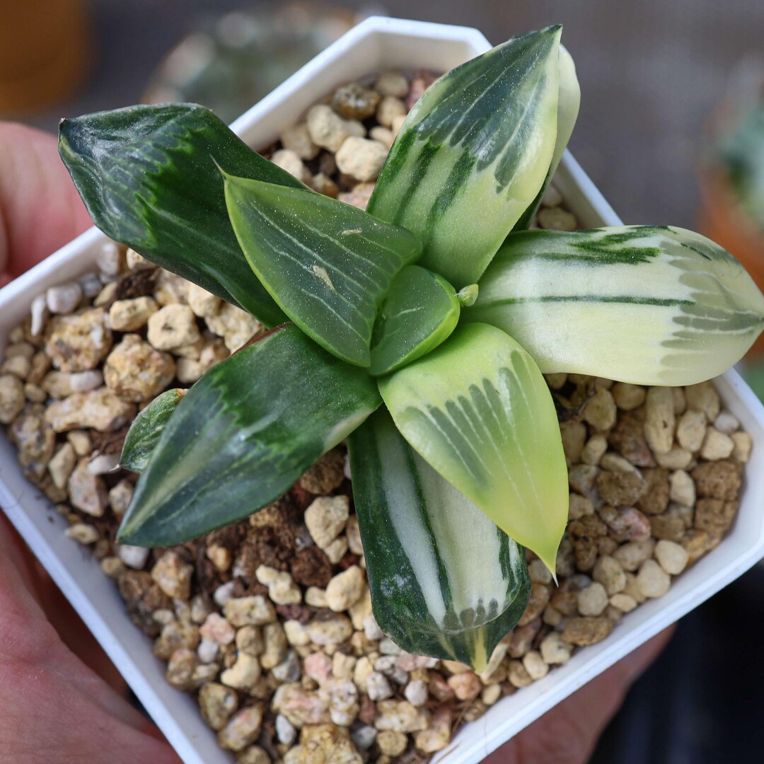 Haworthia Kangke Nishi Correcta Variegated - Live Succulent - Etsy