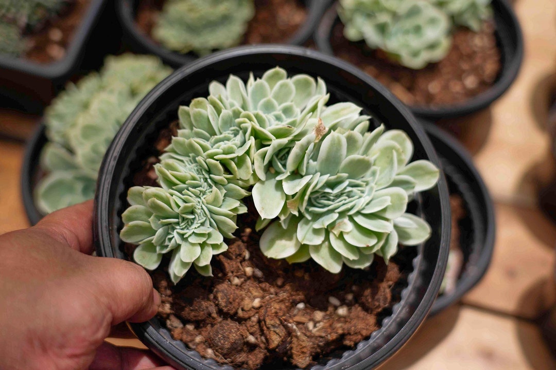 Echeveria Lemon Rose Variegata Crested - Live Succulent - Etsy