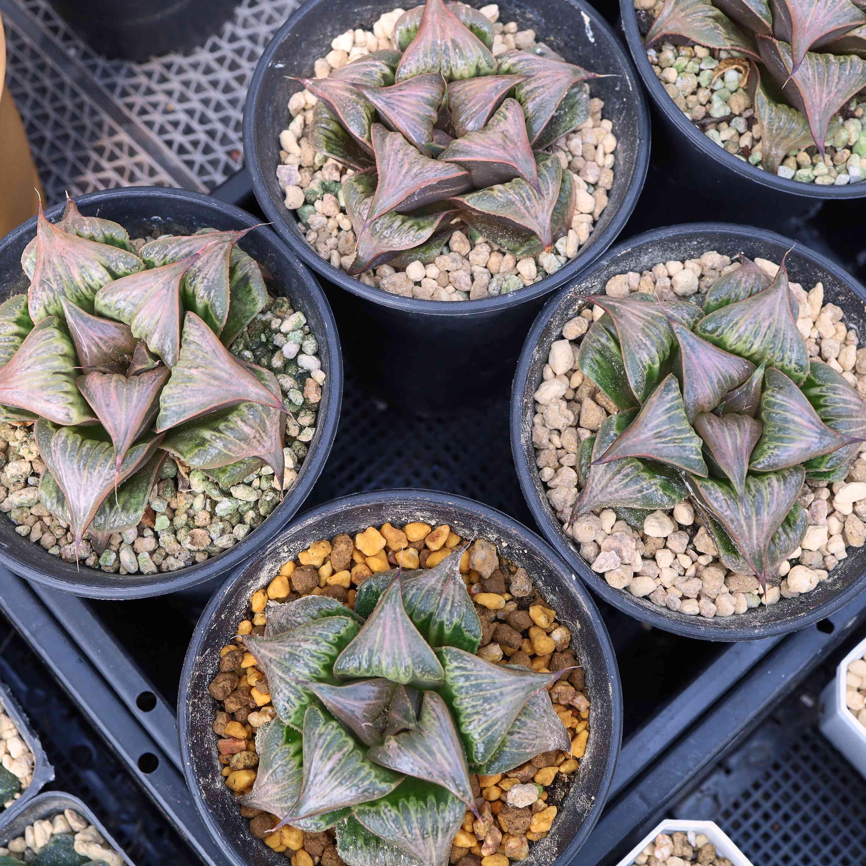 Echeveria Liangzi Pattaya - Live Succulent - Etsy