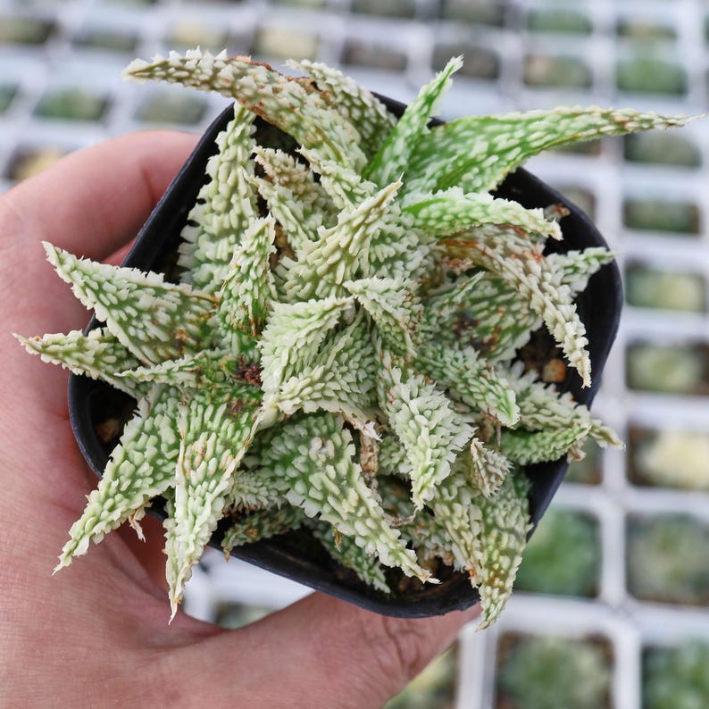 Haworthia Aloe Vera Godzilla - Live Succulent - Etsy