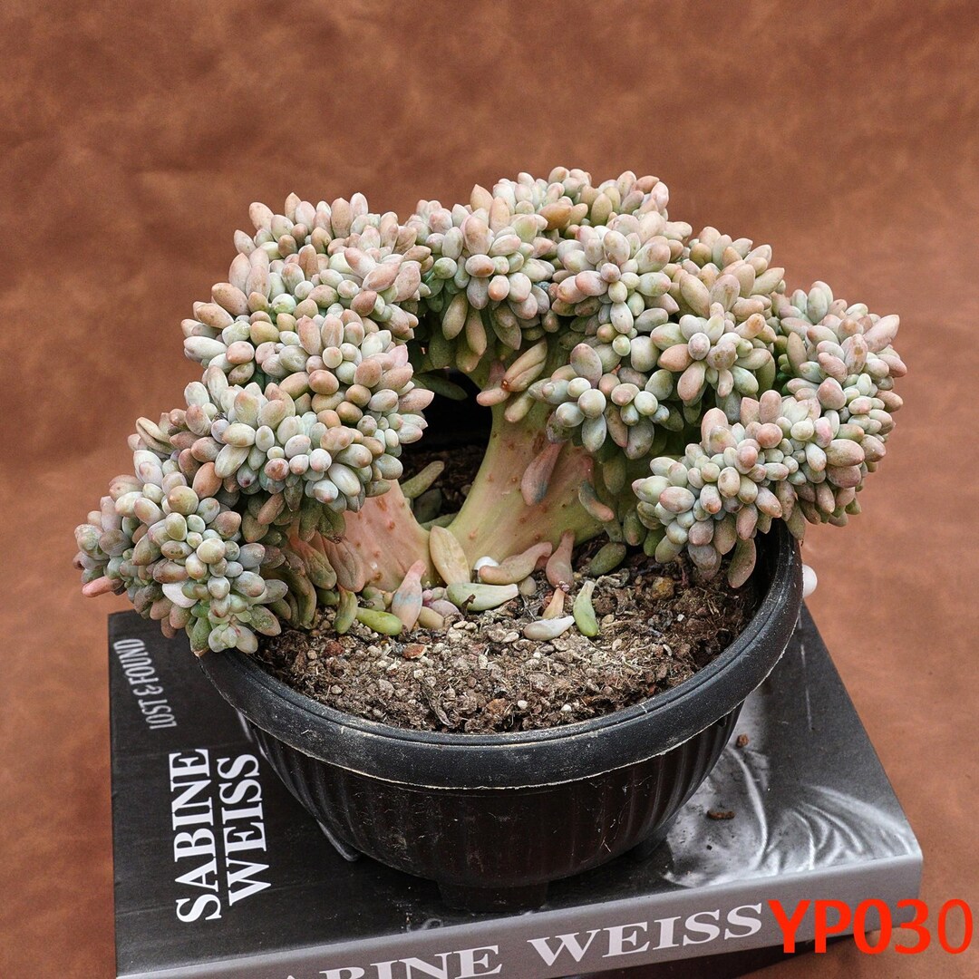 Echeveria Sweet Dumpling Crested - Live Plants, YP030 - Etsy