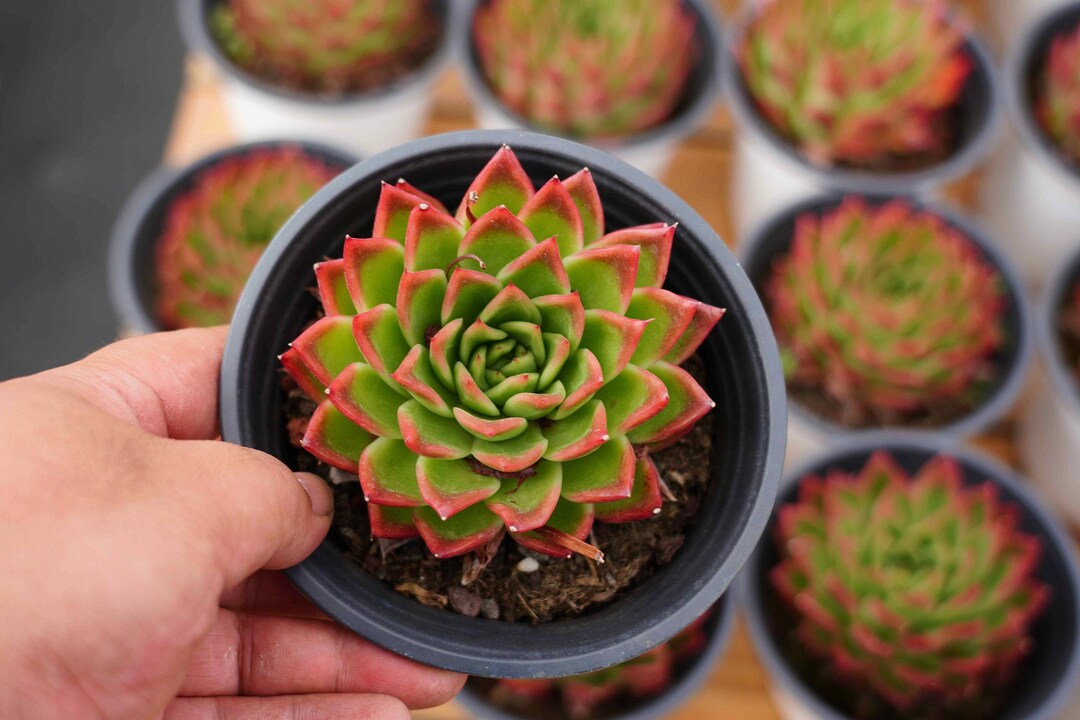 Echeveria Agavoides Red Edge - Live Succulent - Etsy