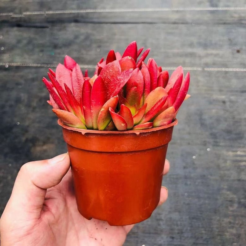 Crassula Capitella 'campfire' Rare Live Succulent - Etsy