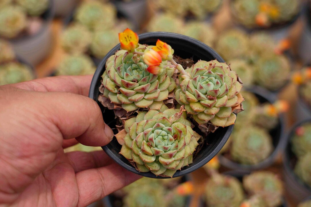 Echeveria Panda Face - Live Succulent - Etsy