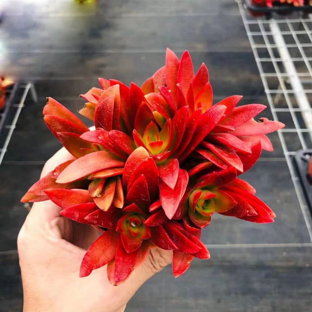 Crassula Capitella 'campfire', Rare Live Succulent - Etsy