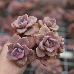 Graptoveria 'mrs Richards'/graptoveria 'gypsy' , Rare Live Succulent - Etsy