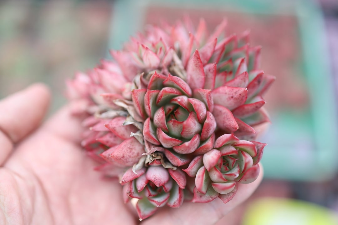Echeveria 'yeon-deung', Rare Live Succulent - Etsy