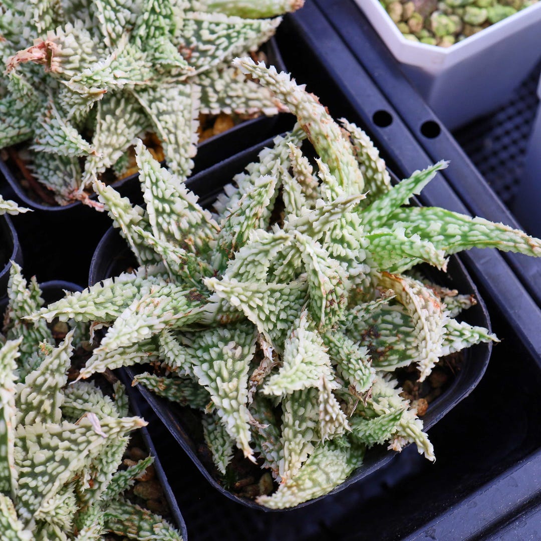 Haworthia Aloe Vera Godzilla - Live Succulent - Etsy