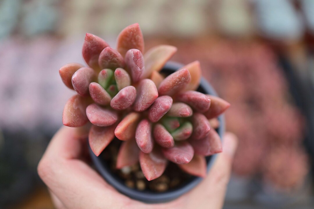 Graptoveria Ruby Donna - Live Succulent - Etsy