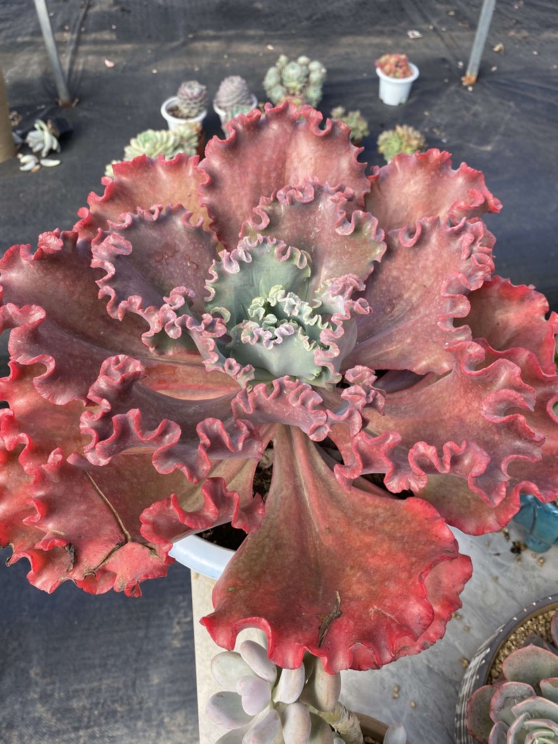 Echeveria 'red Coral' , Rare Live Succulent - Etsy