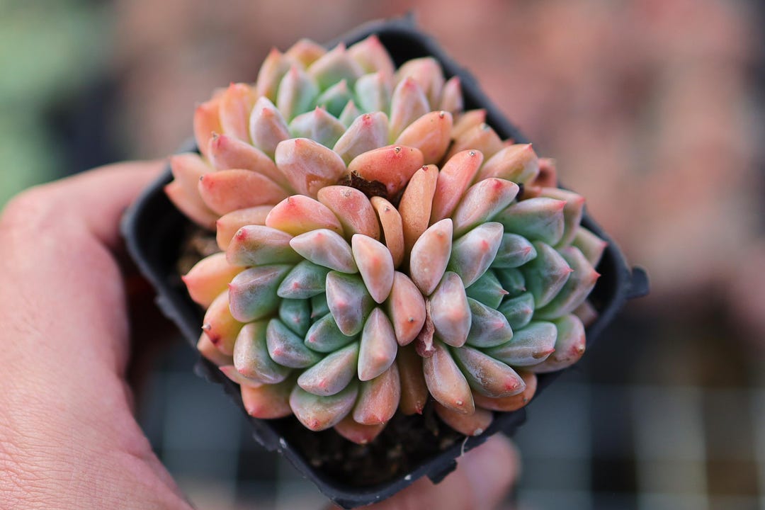 Echeveria "frosty Bloom"- Live Succulent - Etsy