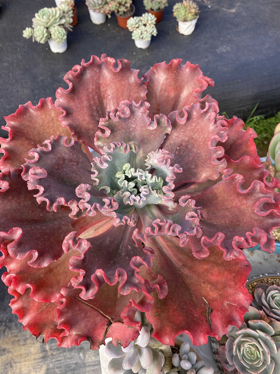 Echeveria 'red Coral' , Rare Live Succulent - Etsy