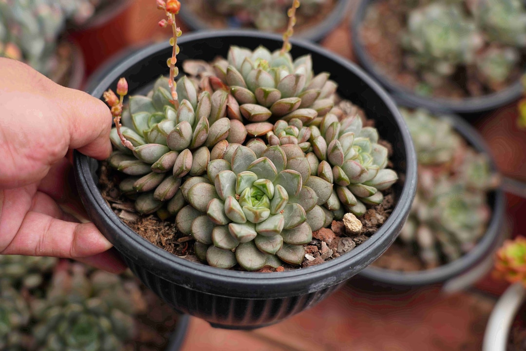 Graptoveria 'amethorum' Cluster - Live Succulent - Etsy