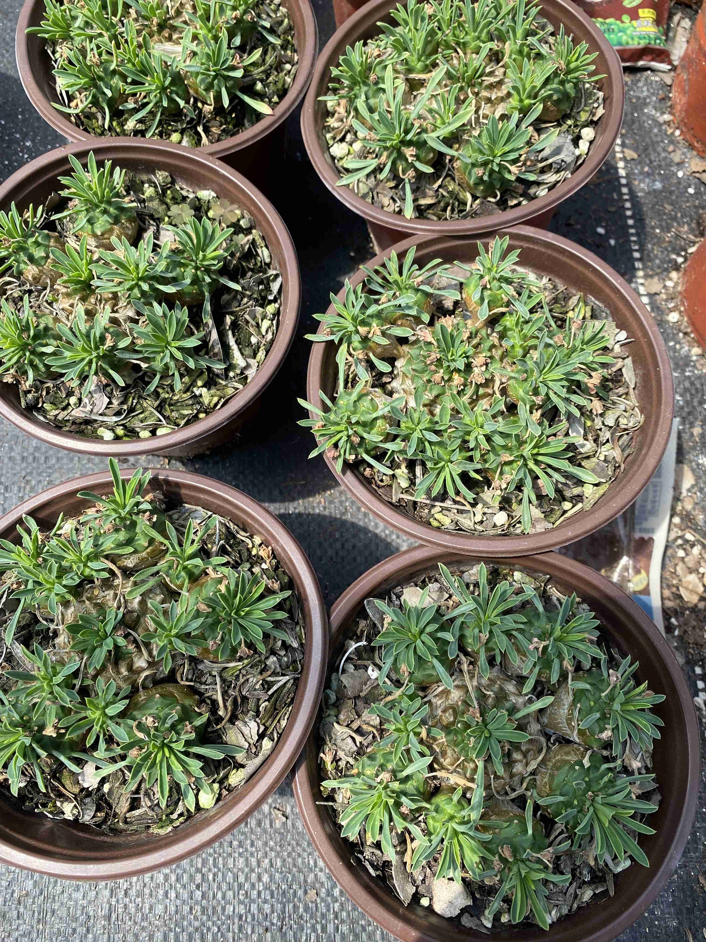 Euphorbia 'cocklebur' / Euphorbia Bupleurifolia X Susannae - Live ...