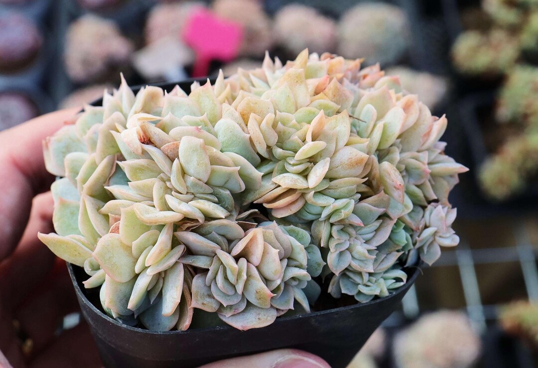 Echeveria "blue Surprise" Cristation - Live Succulent - Etsy