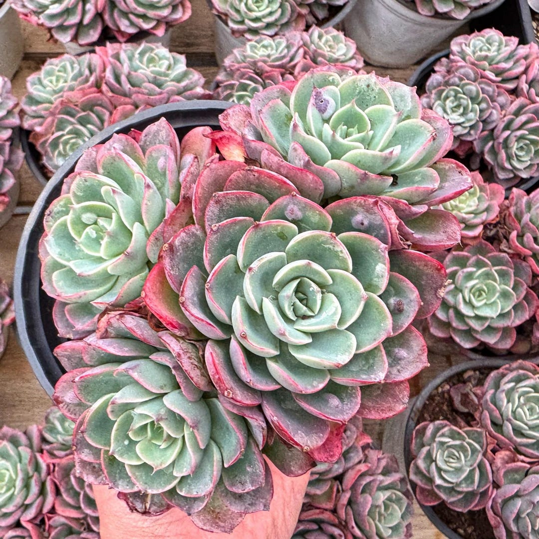 Echeveria Tears Trace - Live Succulent - Etsy