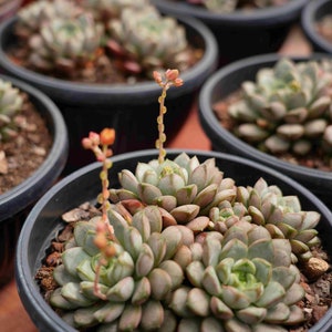 Graptoveria 'amethorum' Cluster - Live Succulent - Etsy