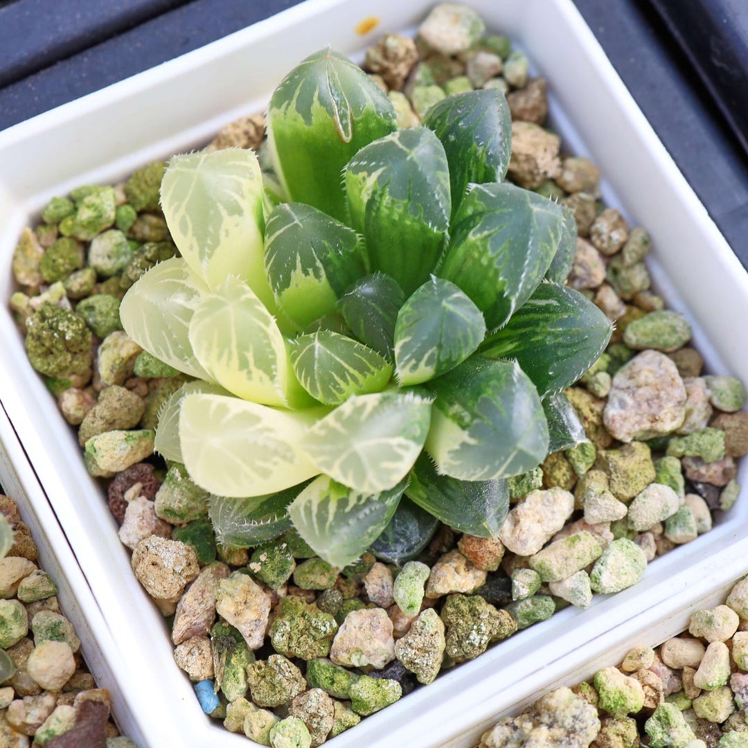 Haworthia Cooperi Reddish Macules Variegated - Live Succulent - Etsy