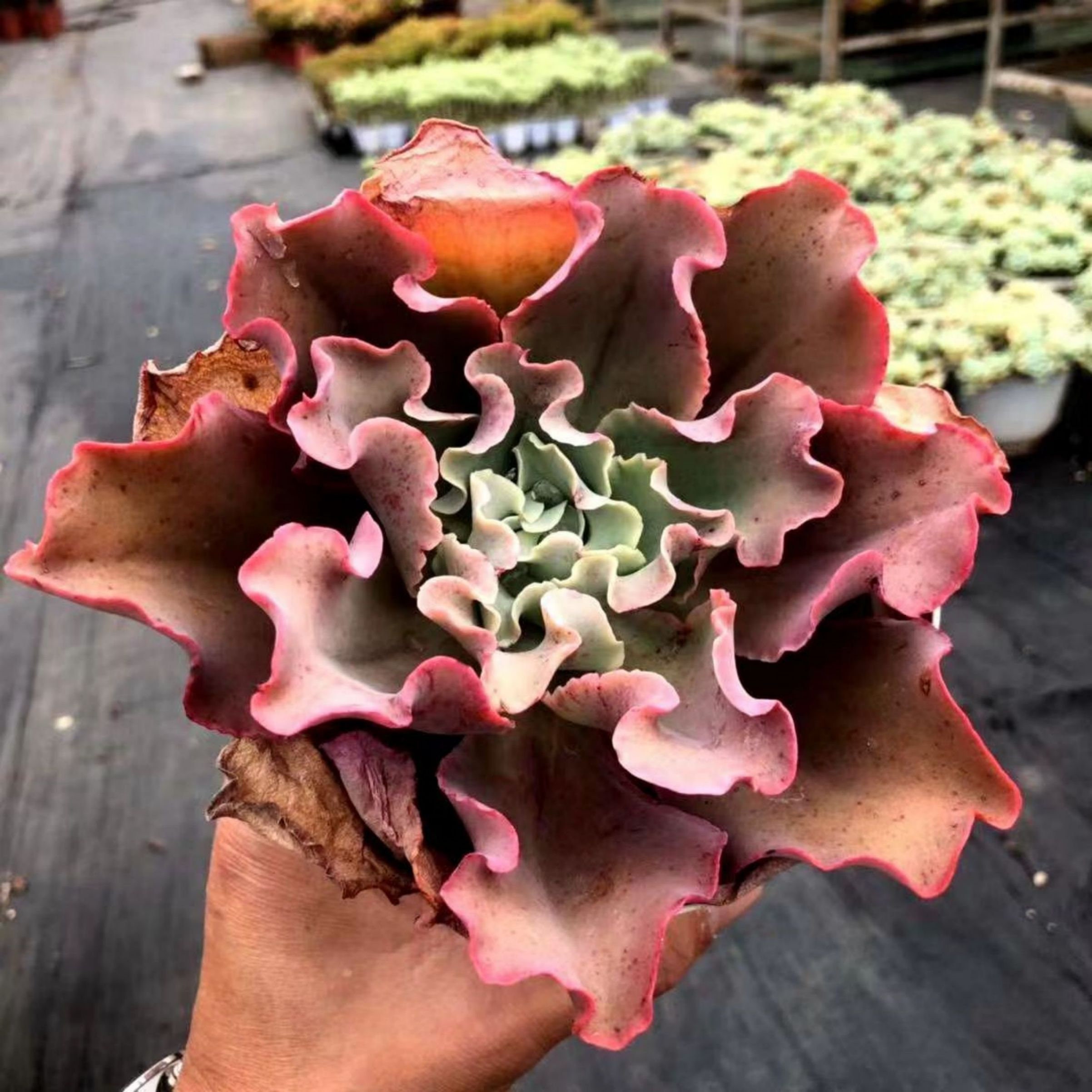 Echeveria 'takasago No Okina' Rare Live Succulent - Etsy