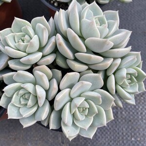 Graptoveria 'titubans' , Rare Live Succulent - Etsy