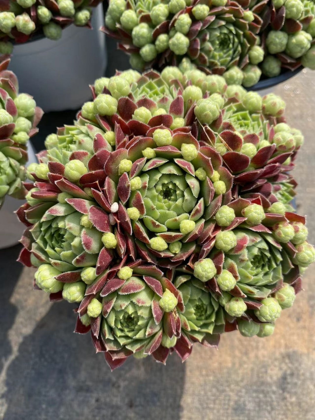 Sempervivum - Live Succulent - Etsy