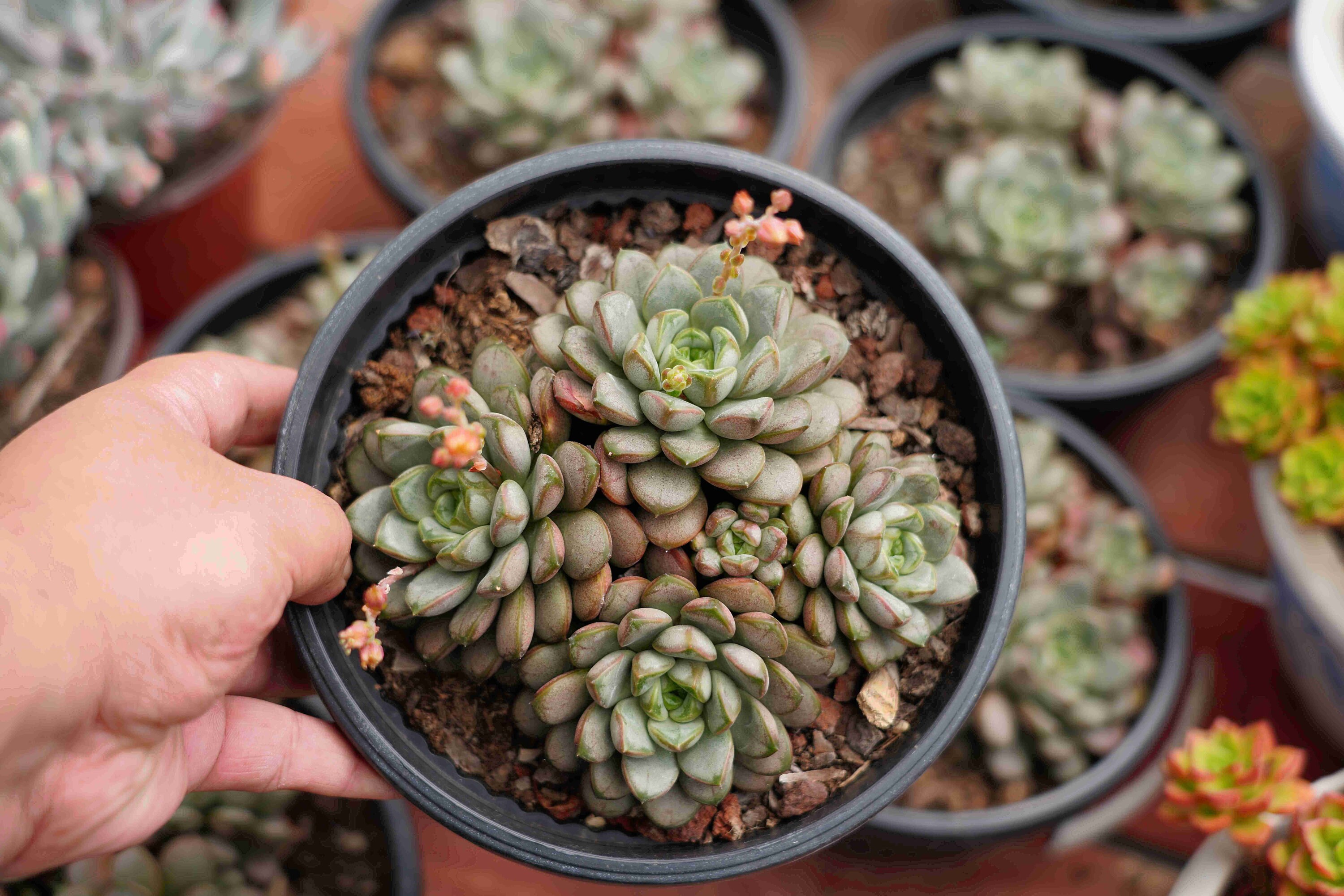 Graptoveria 'amethorum' Cluster - Live Succulent - Etsy
